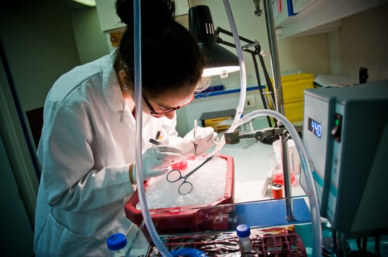 Génie biomédical | Demain-Ingénieur.fr